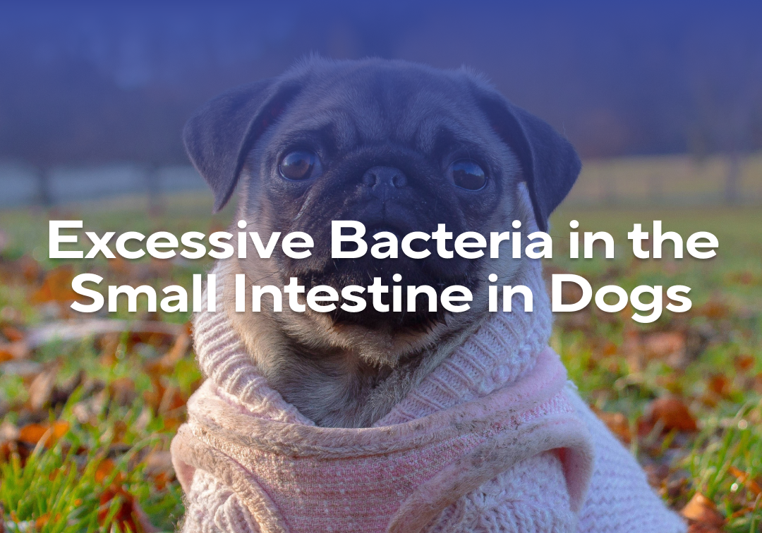 Excessive Bacteria in the Small Intestine in Dogs – Impact Dog Crates