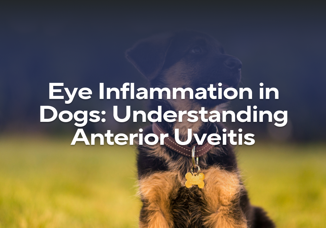 Eye Inflammation in Dogs: Understanding Anterior Uveitis – Impact Dog ...