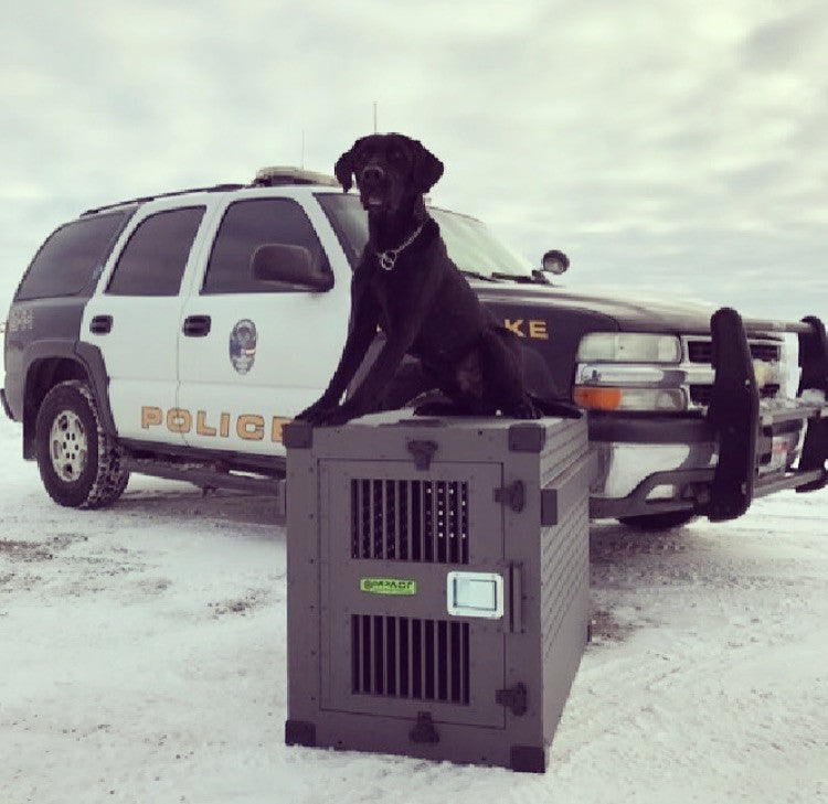 Working Dog Wednesday- Shade, the Explosives Detection Dog! – Impact ...