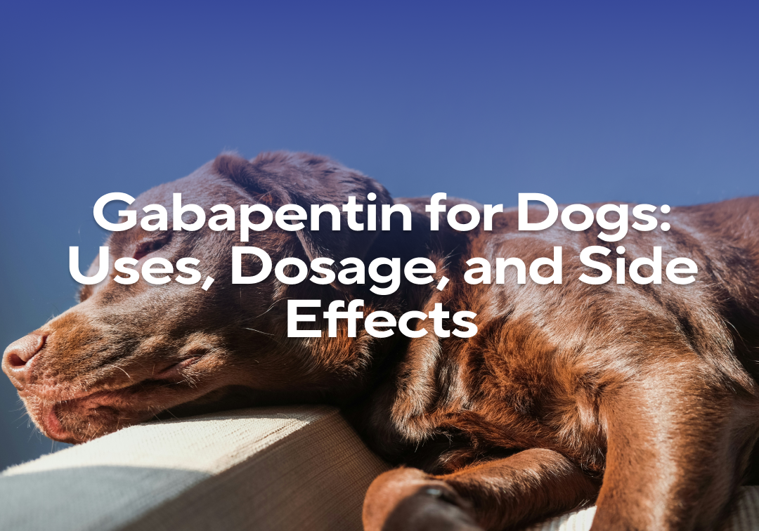 Gabapentin for Dogs: Uses, Dosage, and Side Effects – Impact Dog Crates