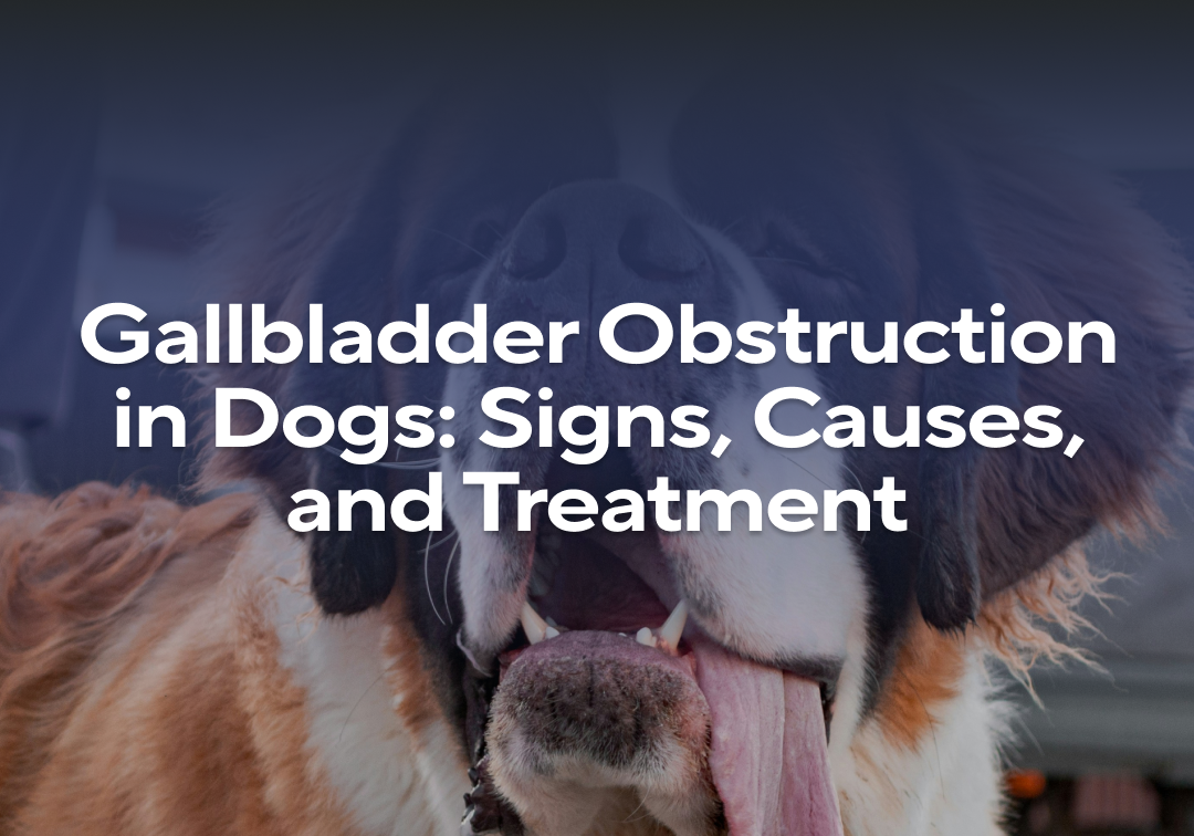 Gallbladder Obstruction in Dogs: Signs, Causes, and Treatment – Impact ...