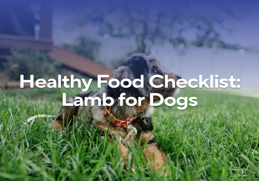 Healthy Foods Checklist: Lamb for Dogs – Impact Dog Crates