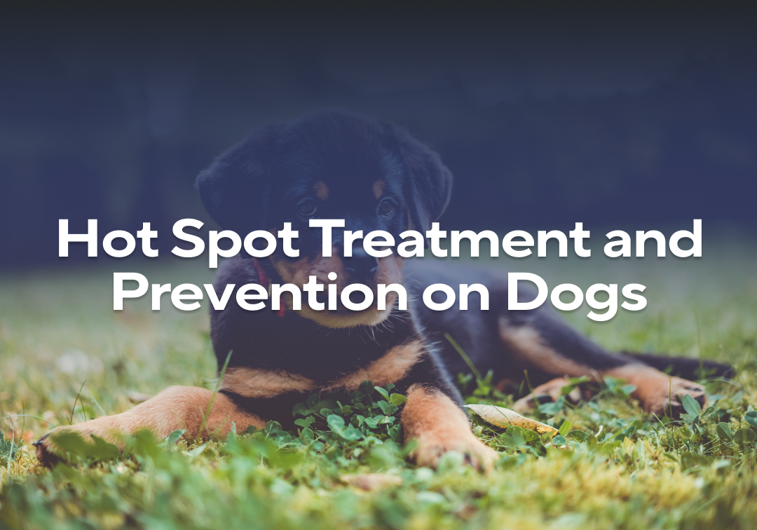 Hot Spot Treatments and Prevention on Dogs – Impact Dog Crates