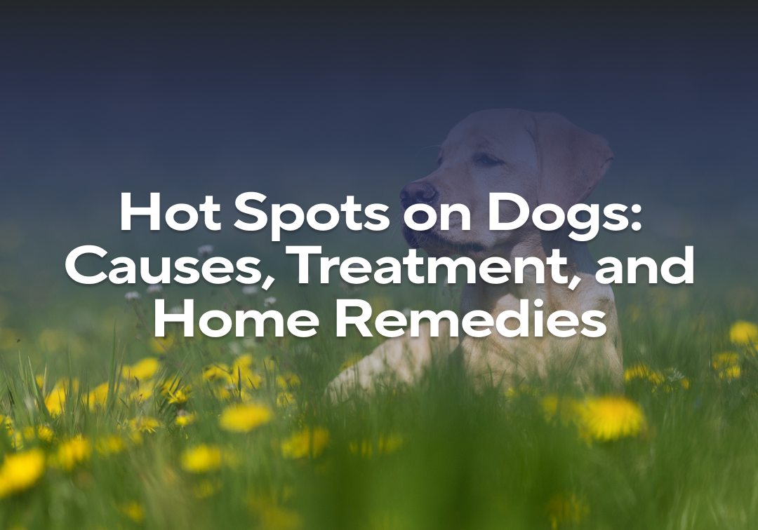 Hot Spots on Dogs: Causes, Treatment, and Home Remedies – Impact Dog Crates