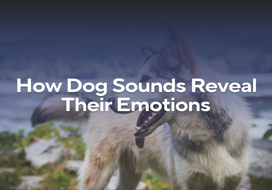 How Dog Sounds Reveal Their Emotions – Impact Dog Crates