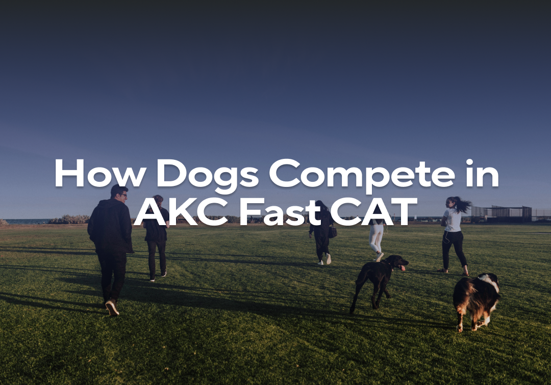 How Dogs Compete in AKC Fast CAT – Impact Dog Crates