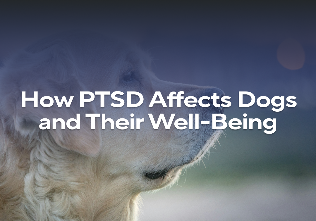 How PTSD Affects Dogs and Their Well-Being – Impact Dog Crates