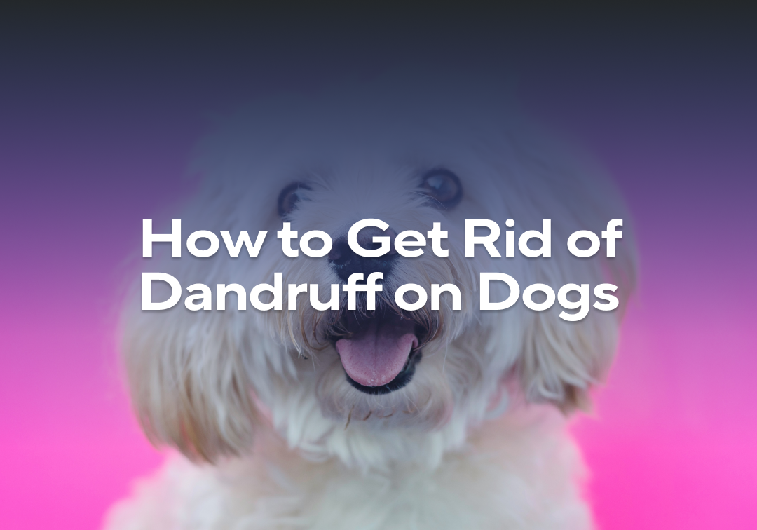 How To Get Rid of Dandruff on Dogs – Impact Dog Crates