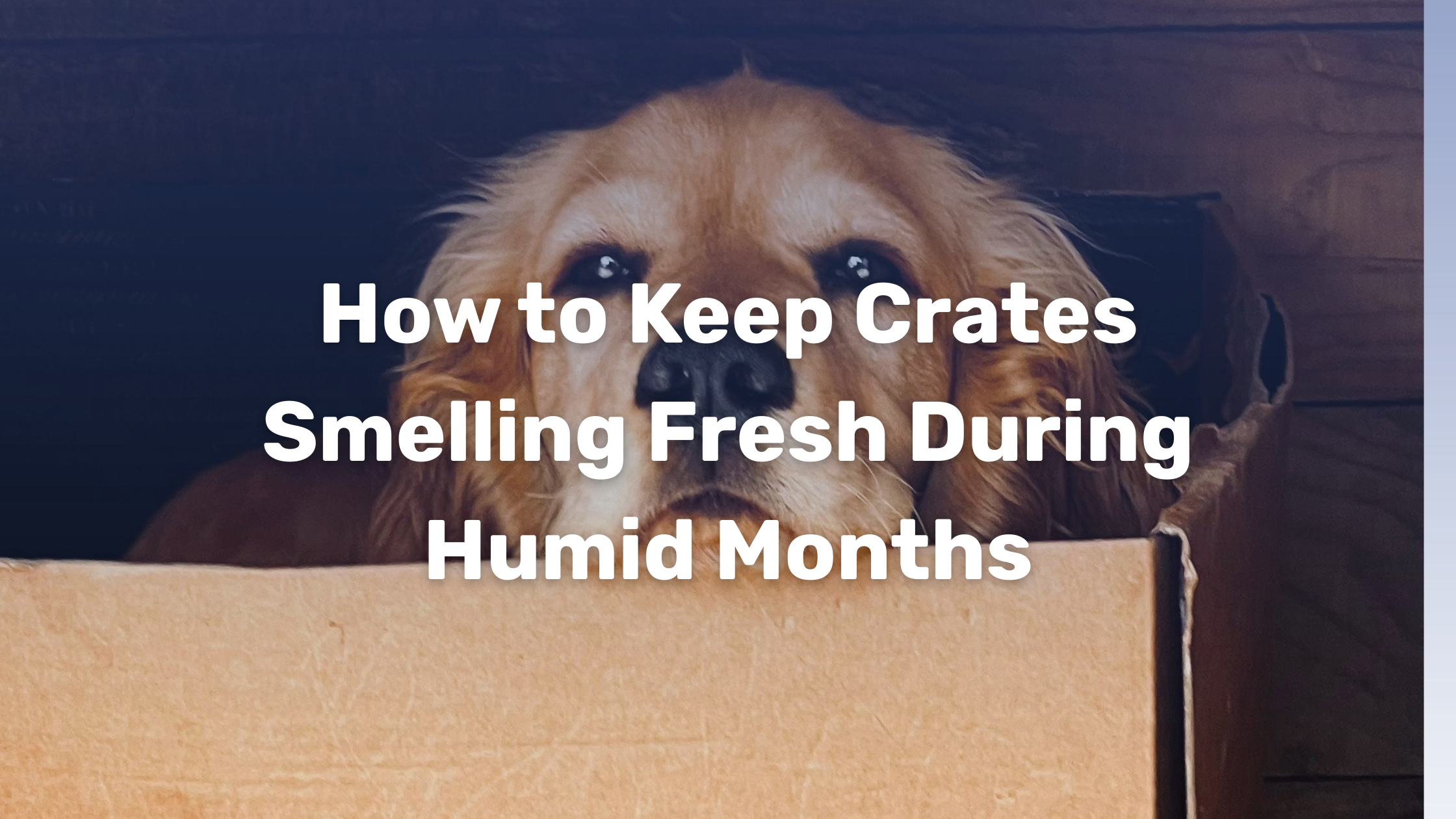 How to Keep Crates Smelling Fresh During Humid Months – Impact Dog Crates