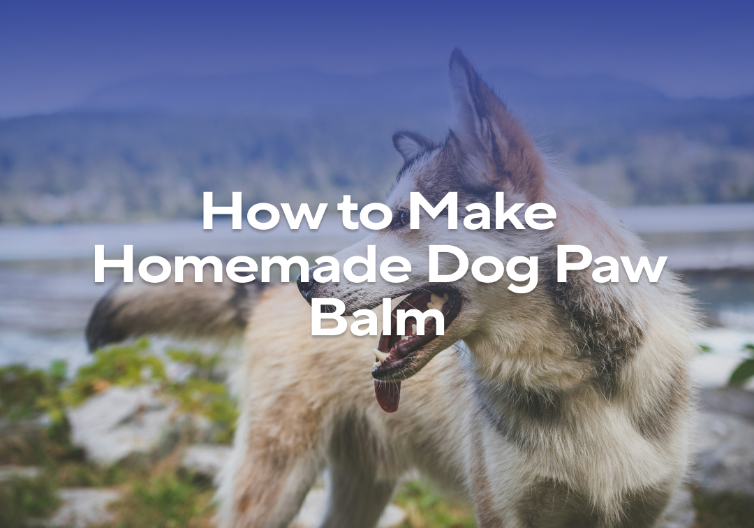 How to Make Homemade Dog Paw Balm – Impact Dog Crates