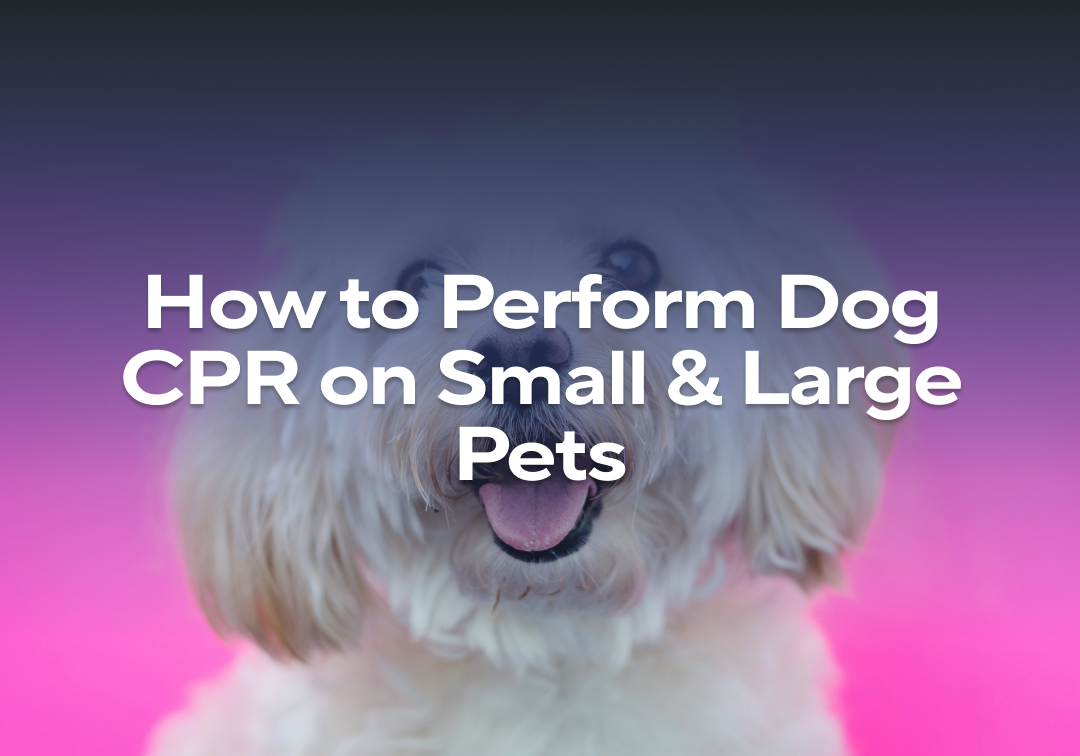 How to Perform Dog CPR on Small & Large Pets – Impact Dog Crates