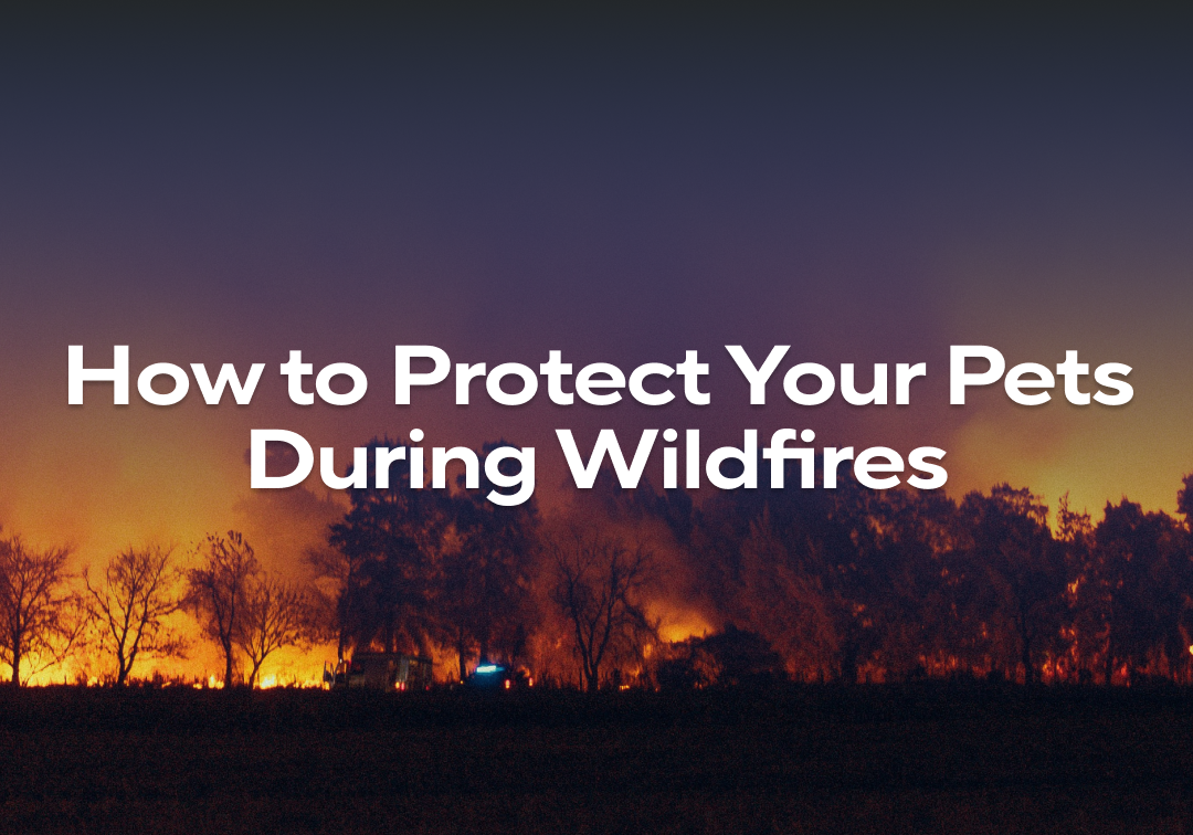 How to Protect Your Pets During Wildfires – Impact Dog Crates