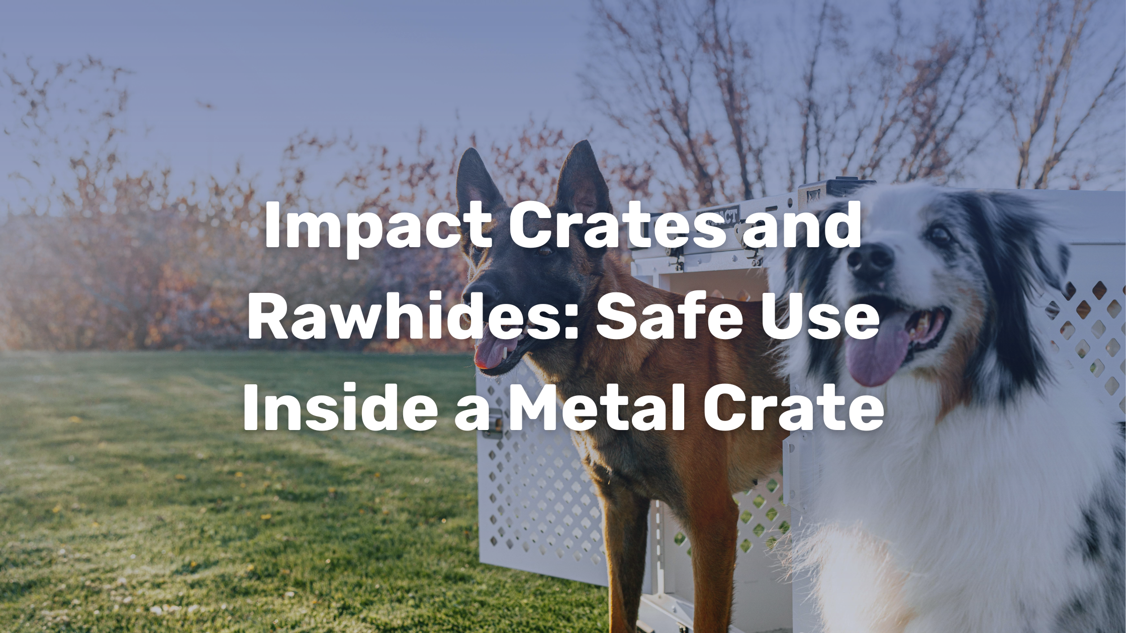 Impact Crates and Rawhides: Safe Use Inside a Metal Crate – Impact Dog ...