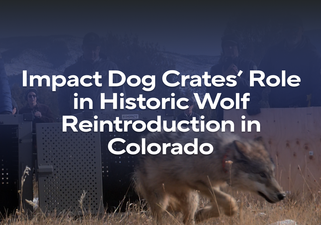Impact Dog Crates' Role in Historic Wolf Reintroduction in Colorado