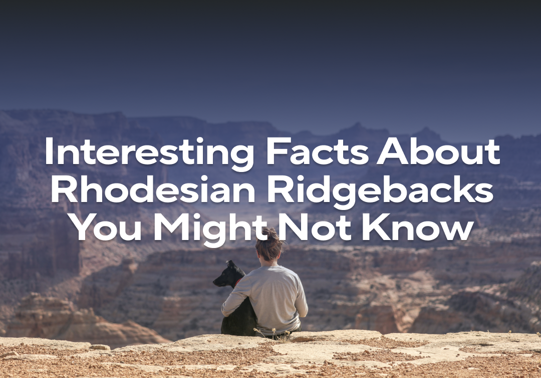 Interesting Facts About Rhodesian Ridgebacks You Might Not Know ...