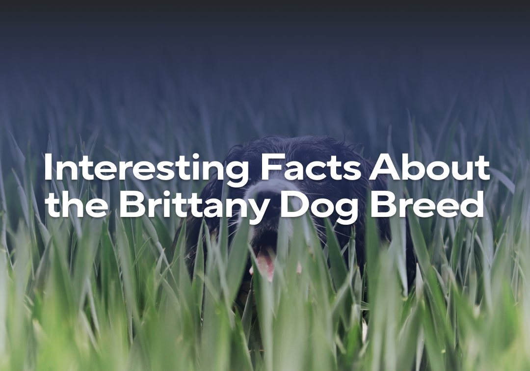 Interesting Facts About the Brittany Dog Breed – Impact Dog Crates