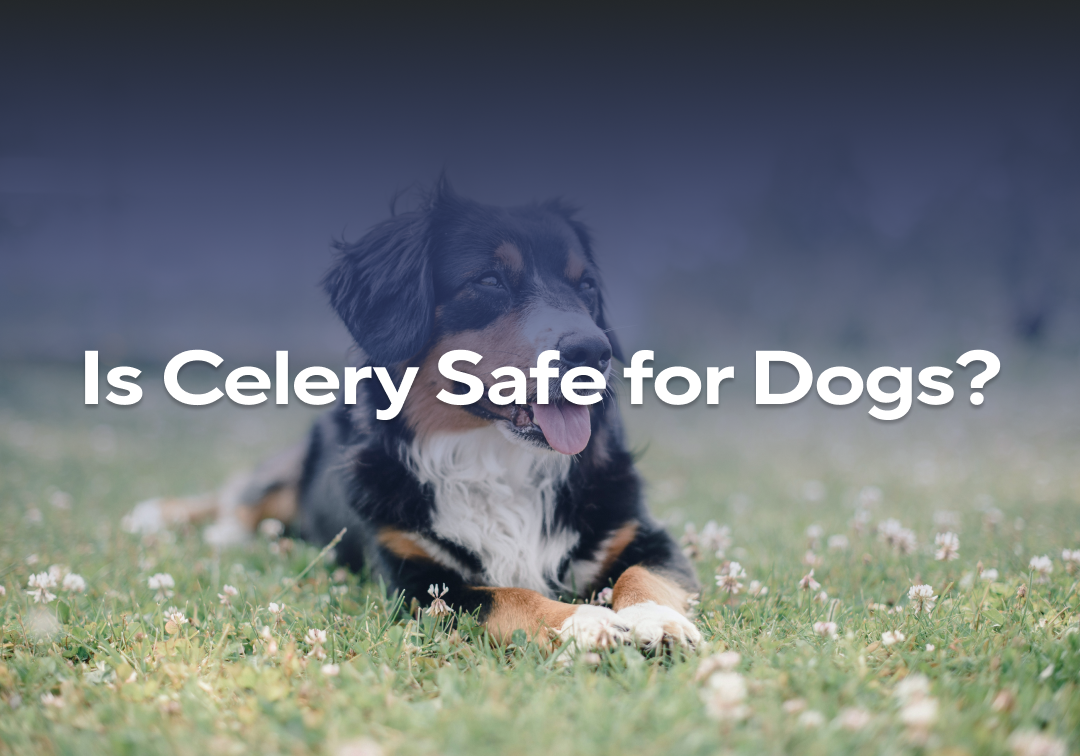 Is Celery Safe for Dogs? – Impact Dog Crates