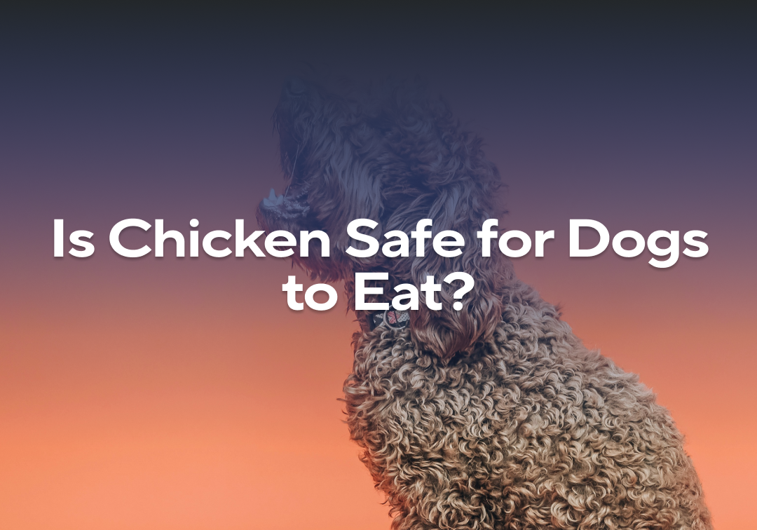 Is Chicken Safe for Dogs to Eat? – Impact Dog Crates