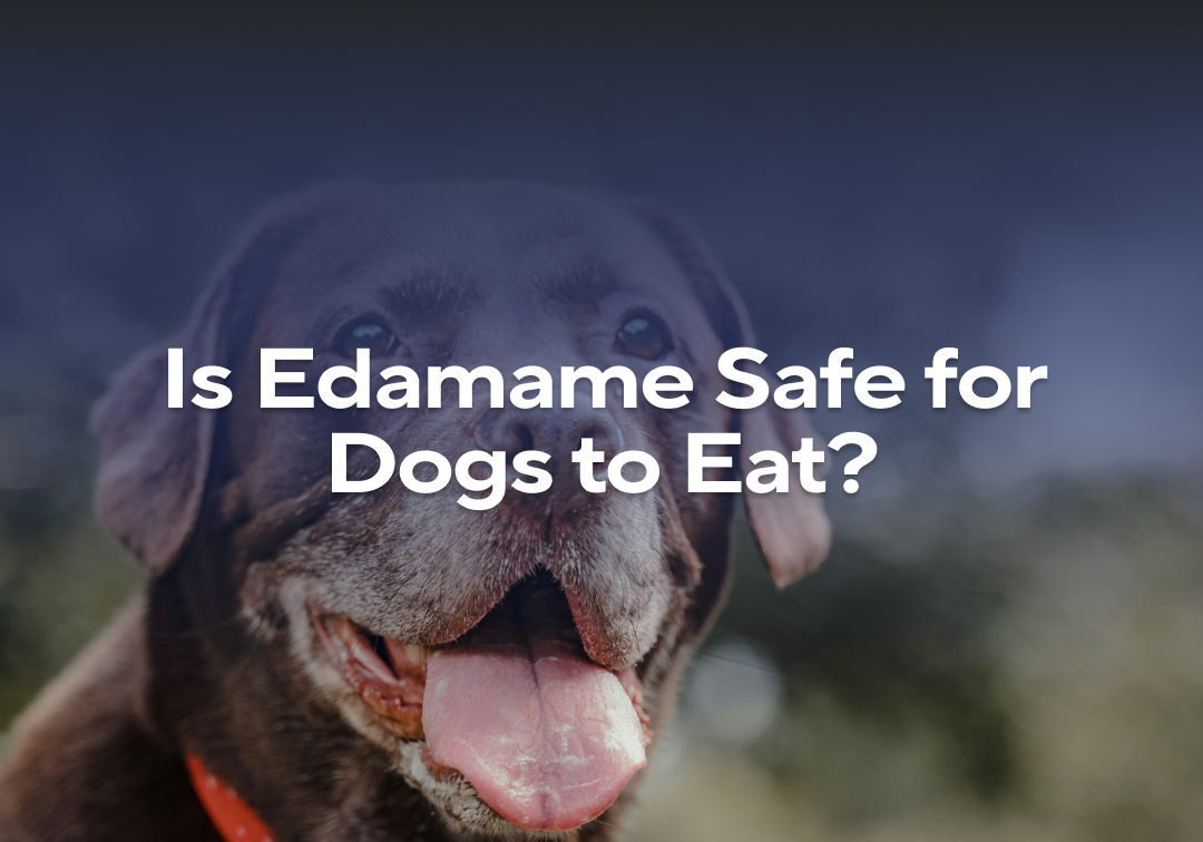 Is Edamame Safe for Dogs to Eat? – Impact Dog Crates