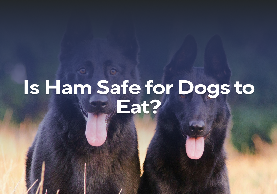 Is Ham Safe for Dogs to Eat? – Impact Dog Crates