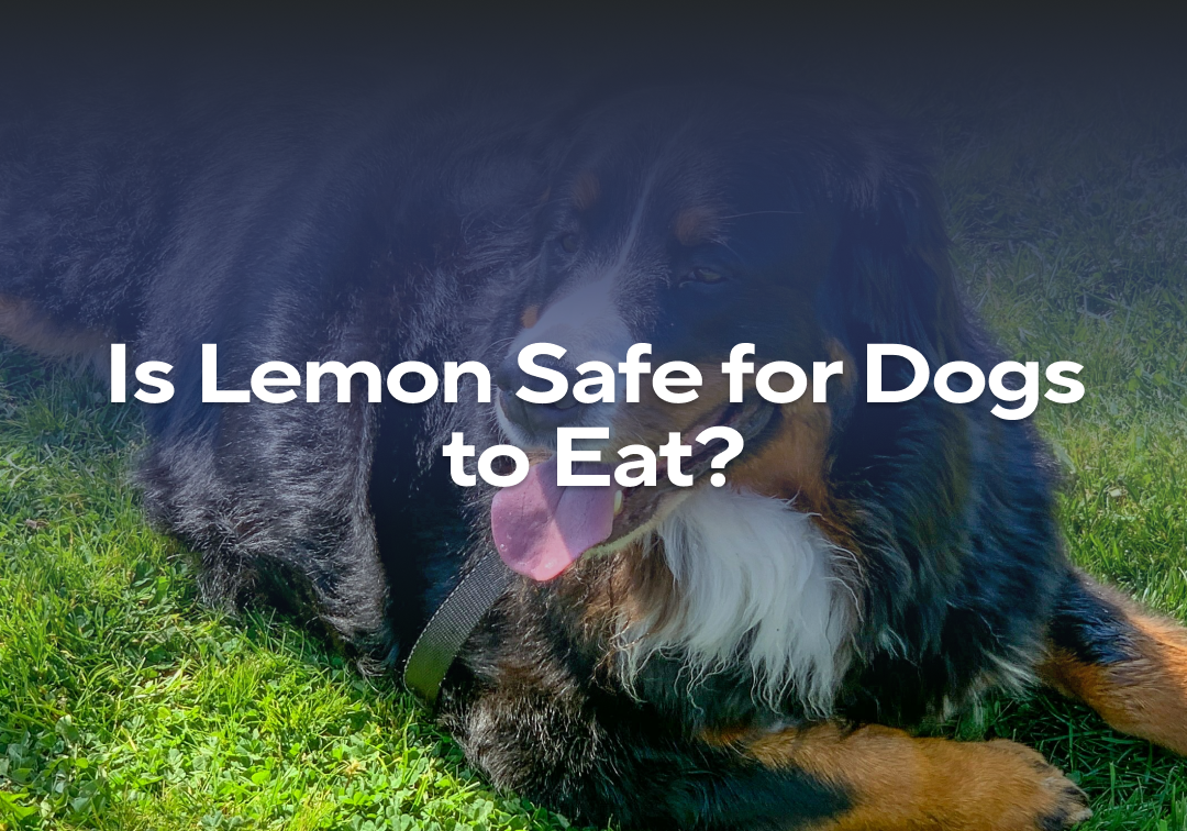 Is Lemon Safe for Dogs to Eat? – Impact Dog Crates