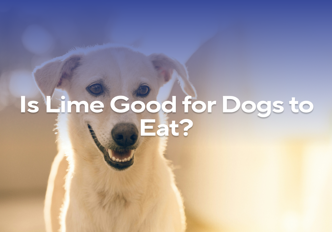 Is Lime Good for Dogs to Eat? – Impact Dog Crates