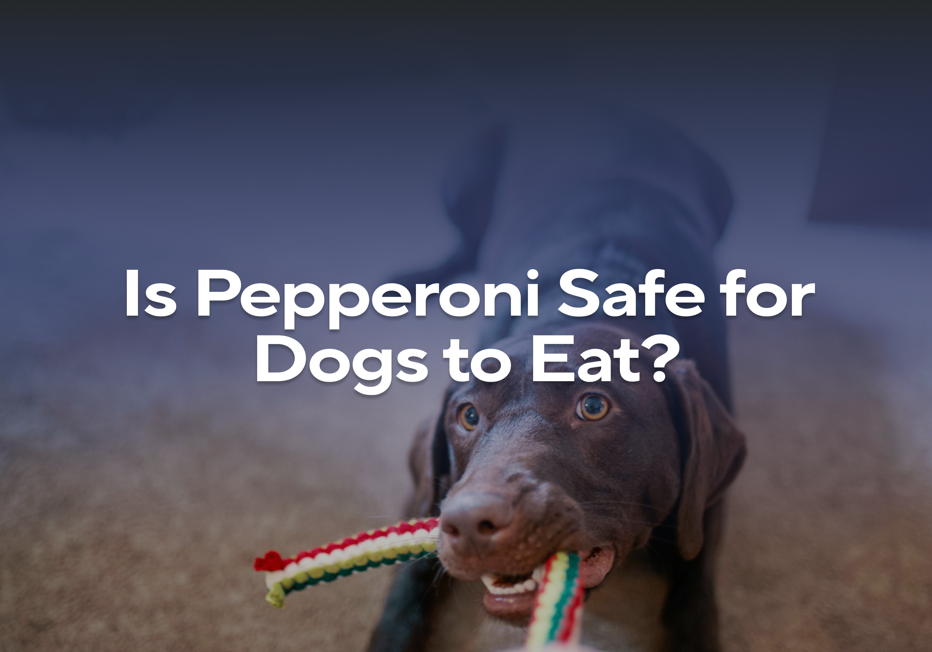 Is Pepperoni Safe for Dogs to Eat? – Impact Dog Crates