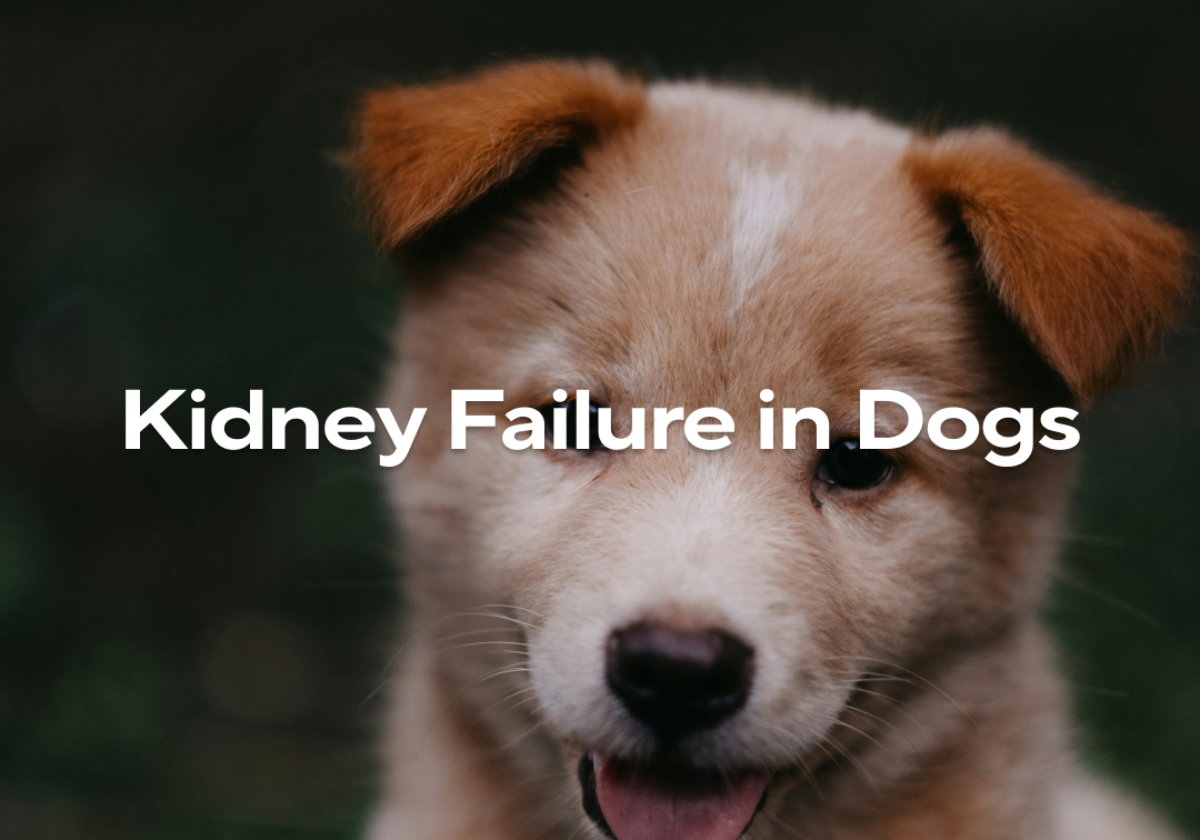 Kidney Failure in Dogs – Impact Dog Crates