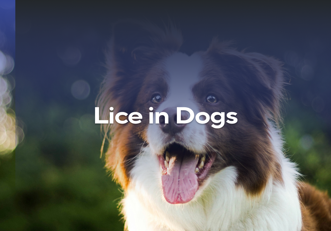 Lice in Dogs – Impact Dog Crates