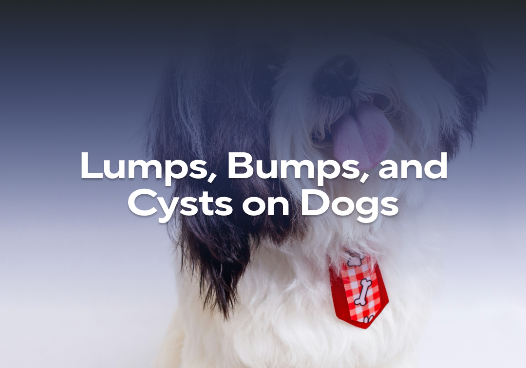 Lumps, Bumps, and Cysts on Dogs – Impact Dog Crates