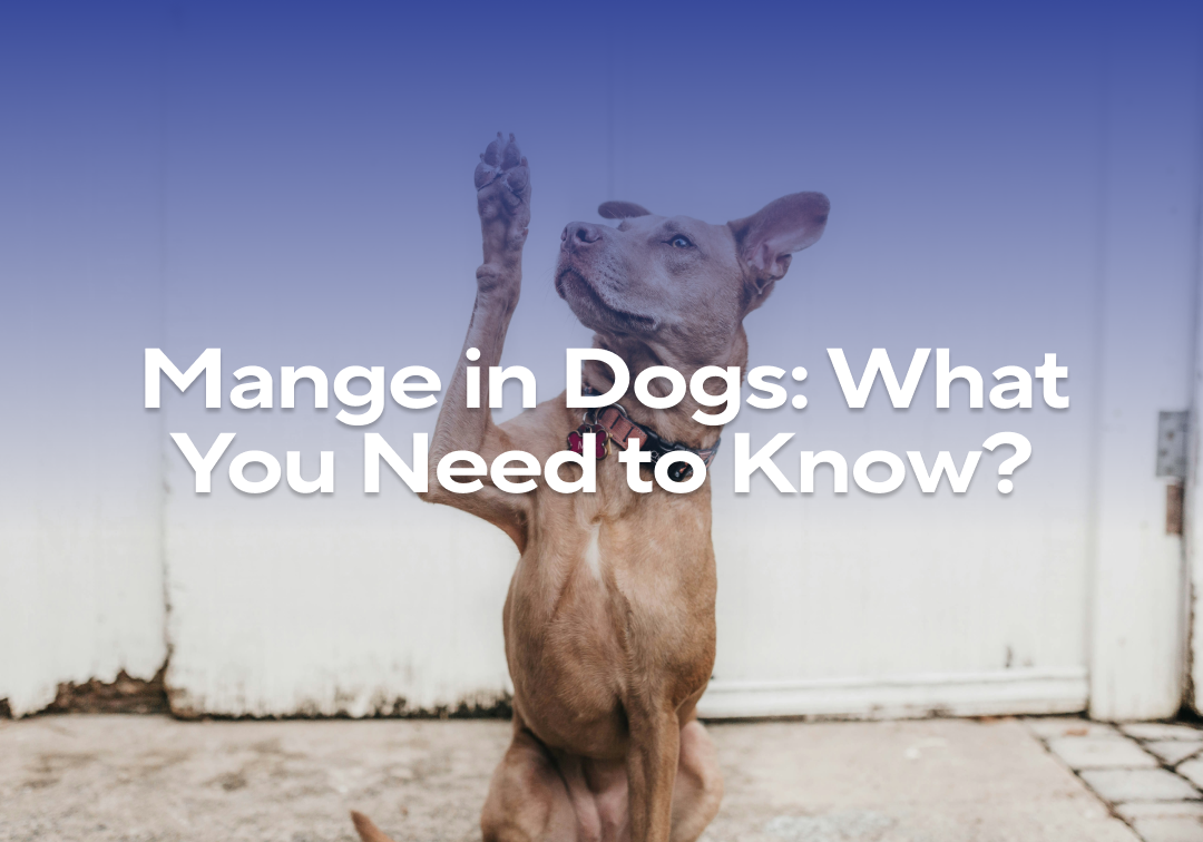 Mange in Dogs: What You Need to Know? – Impact Dog Crates