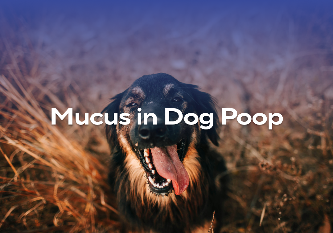Mucus in Dog Poop – Impact Dog Crates