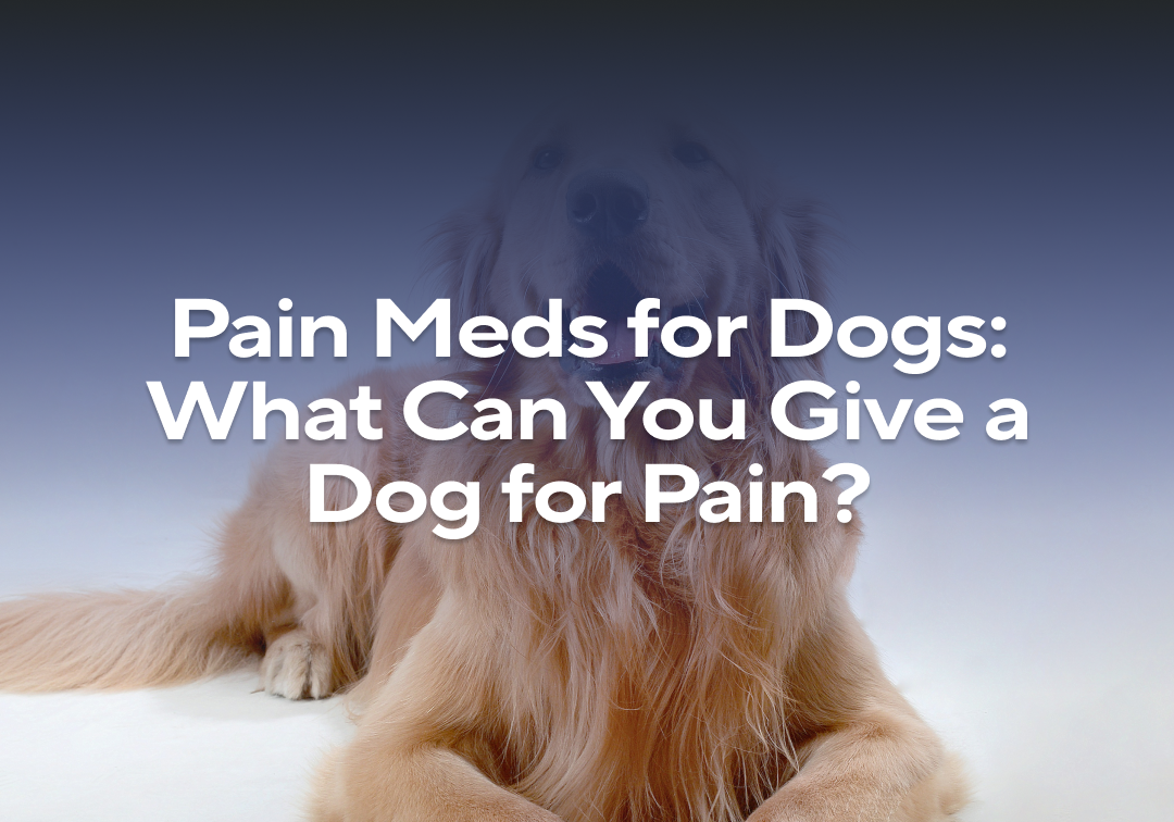 Pain Meds for Dogs: What Can You Give a Dog for Pain? – Impact Dog Crates