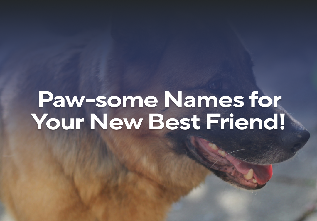 Paw-some Names for your New Best Friend! – Impact Dog Crates