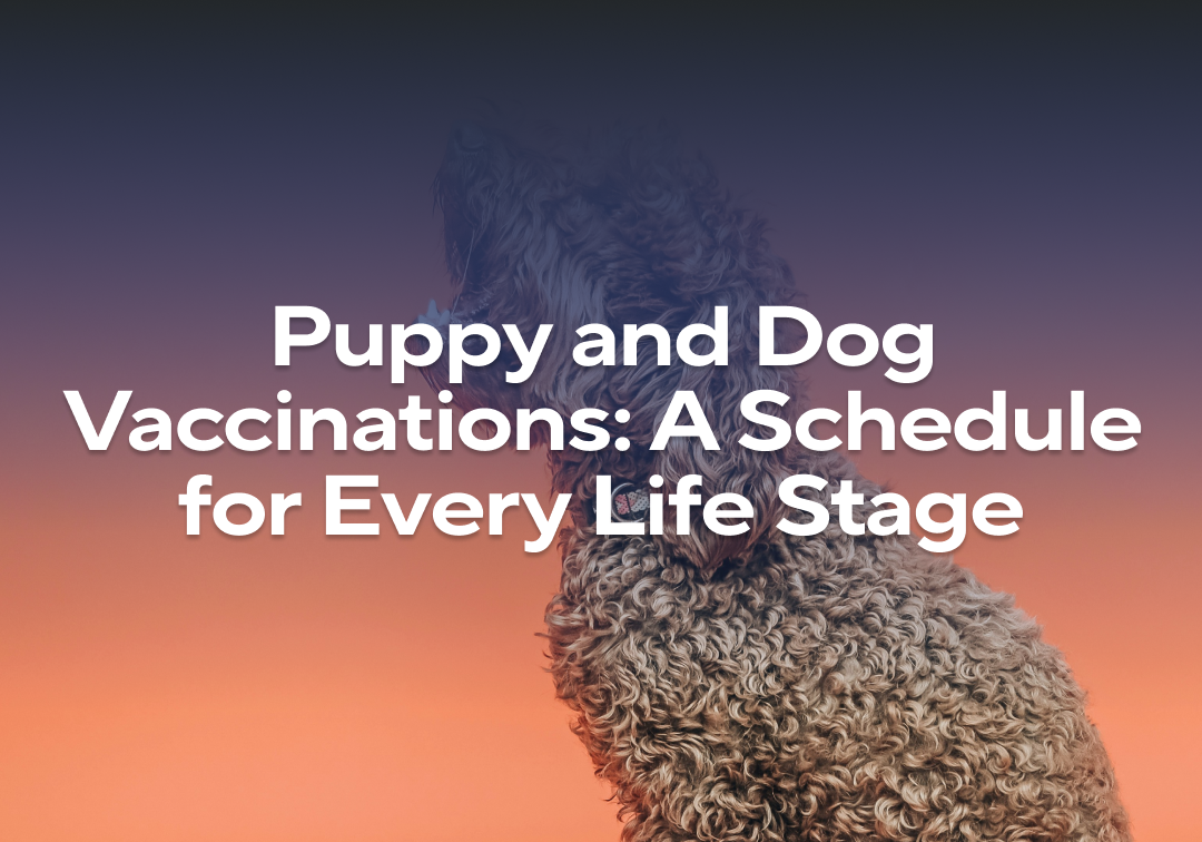 Puppy and Dog Vaccinations: A Schedule for Every Life Stage – Impact ...