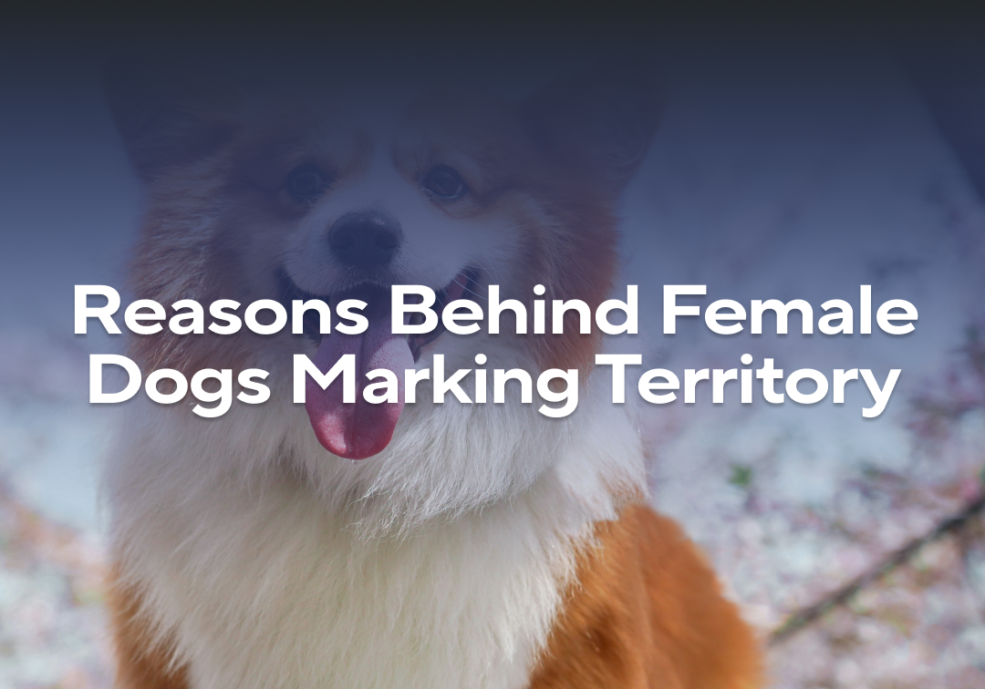 Reasons Behind Female Dogs Marking Territory – Impact Dog Crates