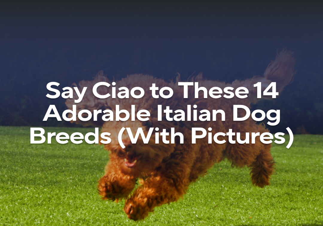 Say Ciao to These 14 Adorable Italian Dog Breeds (With Pictures ...