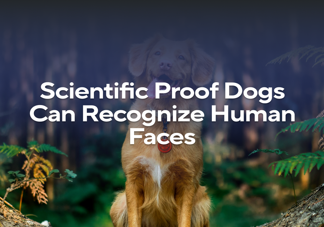 Scientific Proof Dogs Can Recognize Human Faces – Impact Dog Crates