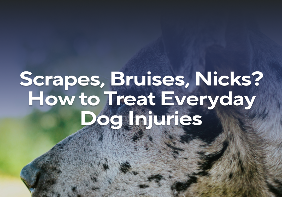 Scrapes, Bruises, Nicks? How to Treat Everyday Dog Injuries – Impact ...