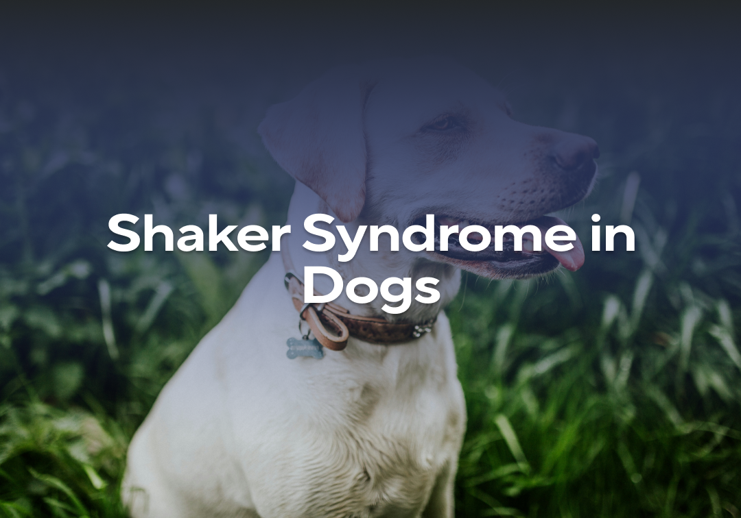 Shaker Syndrome in Dogs – Impact Dog Crates
