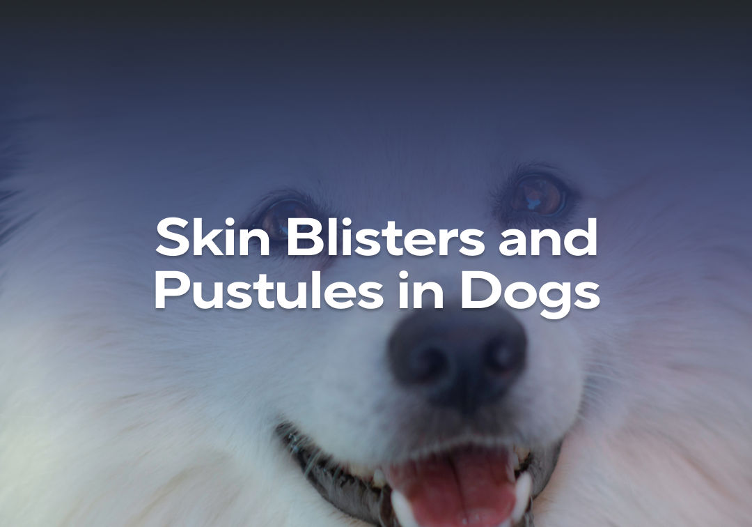 Skin Blisters and Pustules in Dogs – Impact Dog Crates