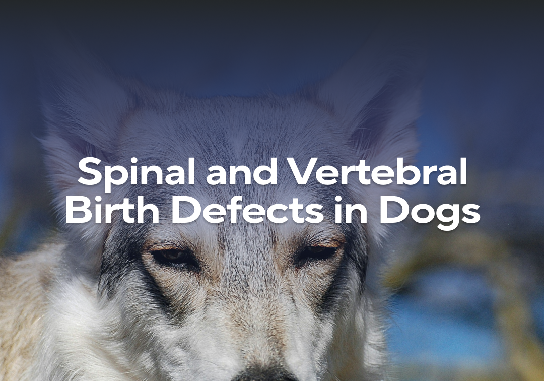 Spinal and Vertebral Birth Defects in Dogs – Impact Dog Crates