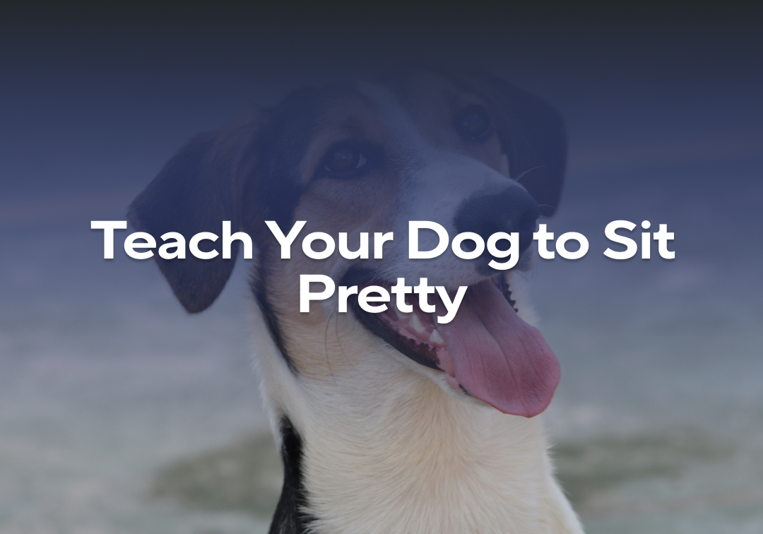 Teach Your Dog to Sit Pretty – Impact Dog Crates