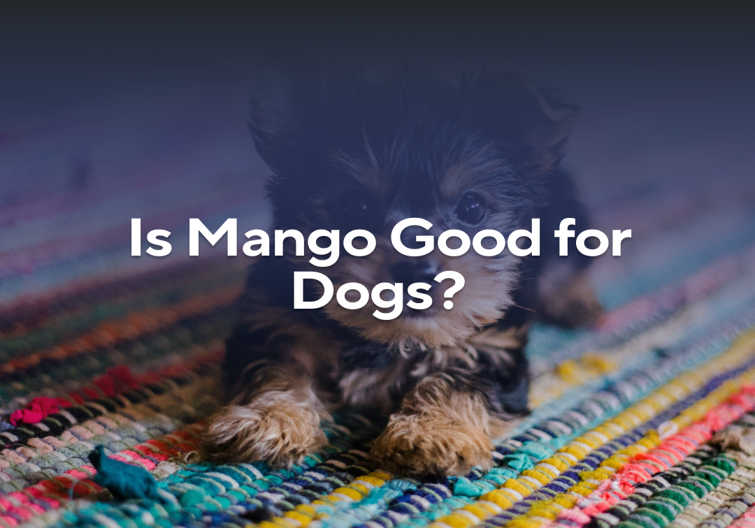 Is Mango Good for Dogs? – Impact Dog Crates
