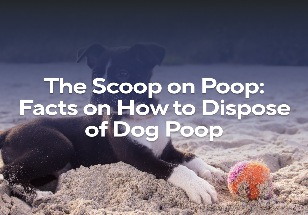 The Scoop on Poop: Facts on How to Dispose of Dog Poop – Impact Dog Crates