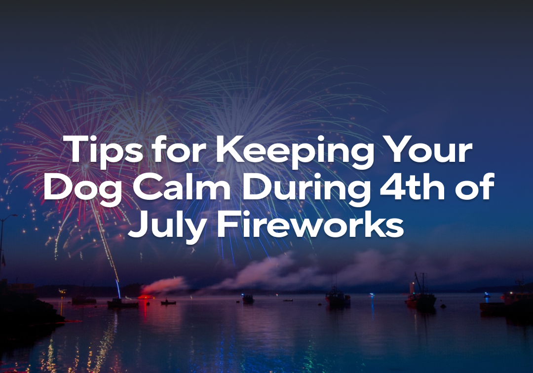 Tips for Keeping Your Dog Calm During 4th of July Fireworks – Impact ...