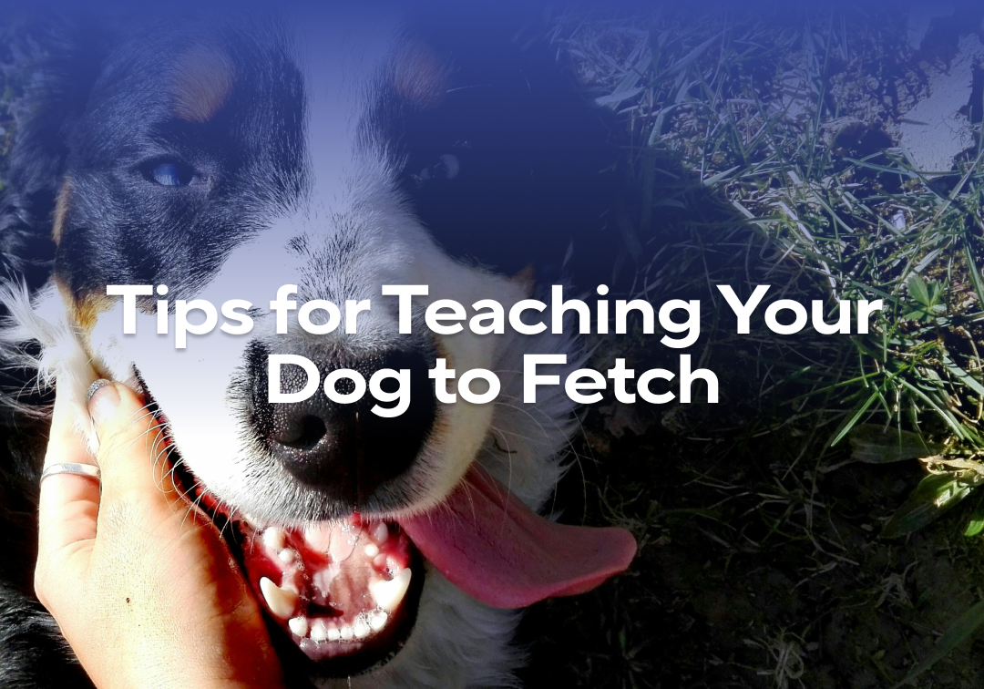 Tips for Teaching Your Dog to Fetch – Impact Dog Crates