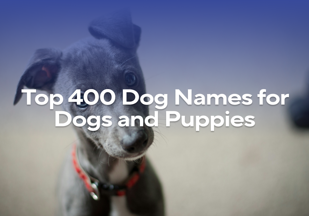 Top 400 Dog Names for Dogs and Puppies – Impact Dog Crates