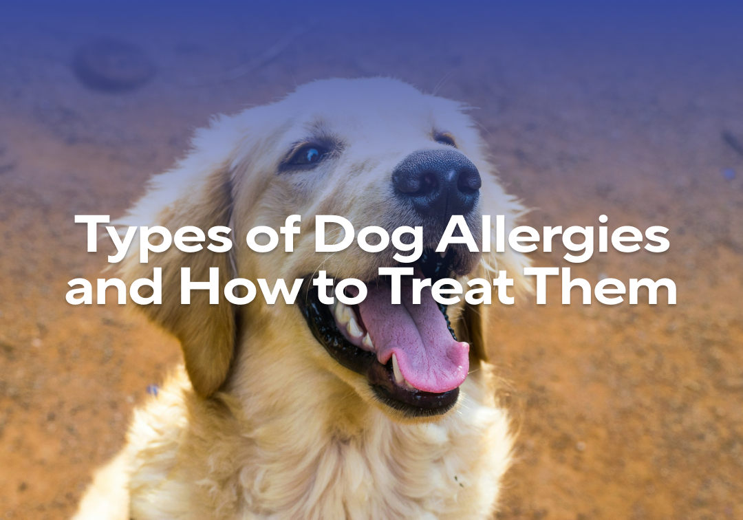 Types of Dog Allergies and How to Treat Them – Impact Dog Crates