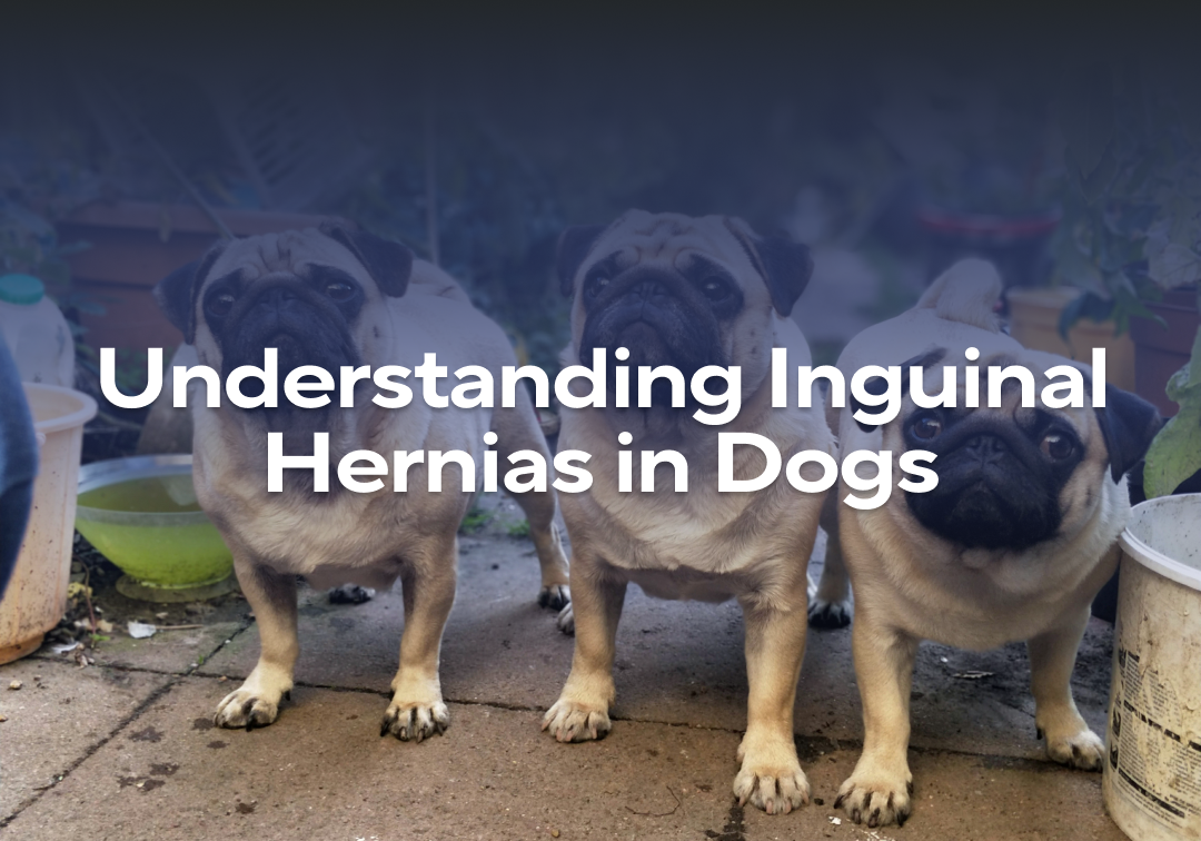 Understanding Inguinal Hernias in Dogs – Impact Dog Crates